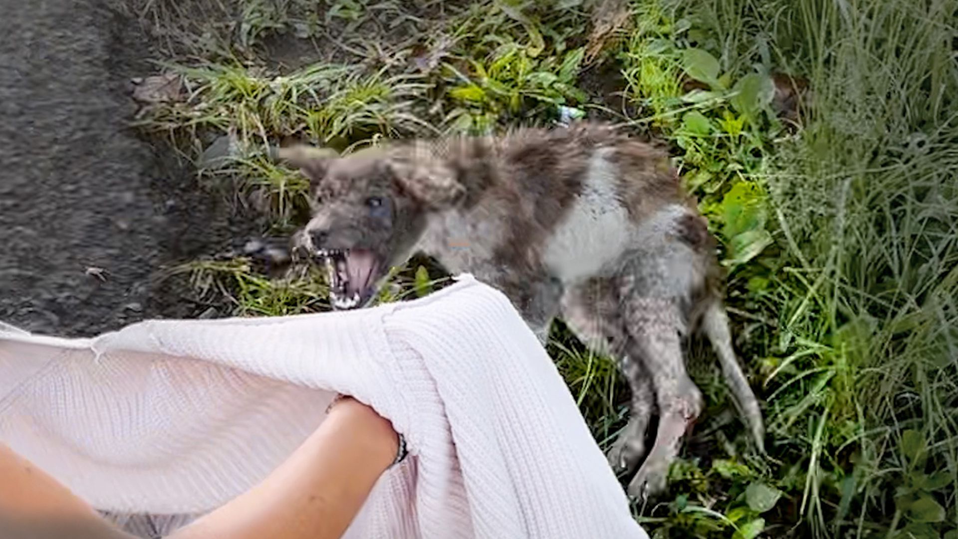 Stray Dog Who Snapped At His Rescuer Turns Into A Cuddle Bug