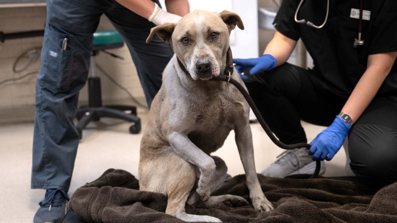 The Eaton Fire Animal Rescue Hotline is helping reunite people with pets