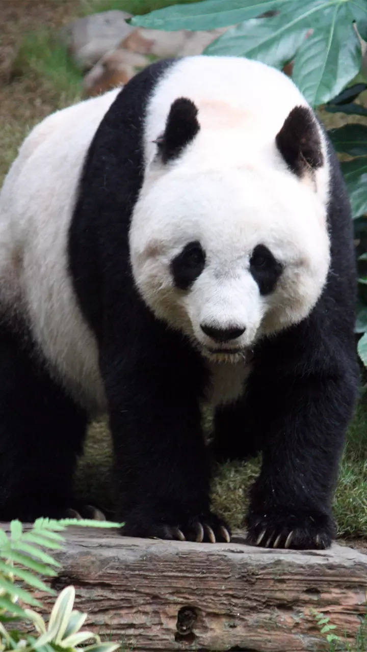 Animals that survived brink of extinction