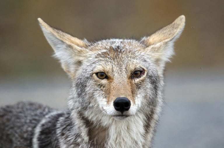 Why are coyote incidents rising in Chicago? Experts say this could be why