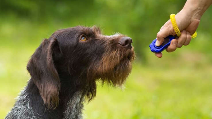 Try These 10 Fun Ways to Boost Your Dog’s Brainpower Try These 10 Fun Ways to Boost Your Dog’s Brainpower