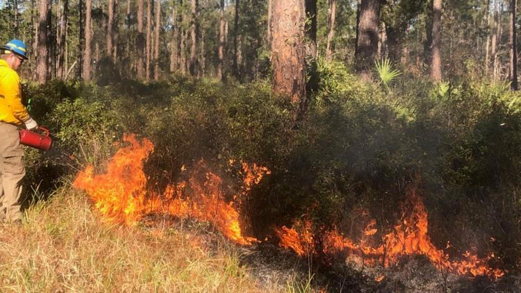185 acres set for controlled burns in Duval County