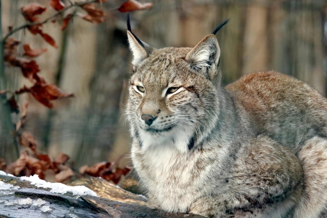 Lynx in Scotland: Why illegal attempts to reintroduce lost species are ...