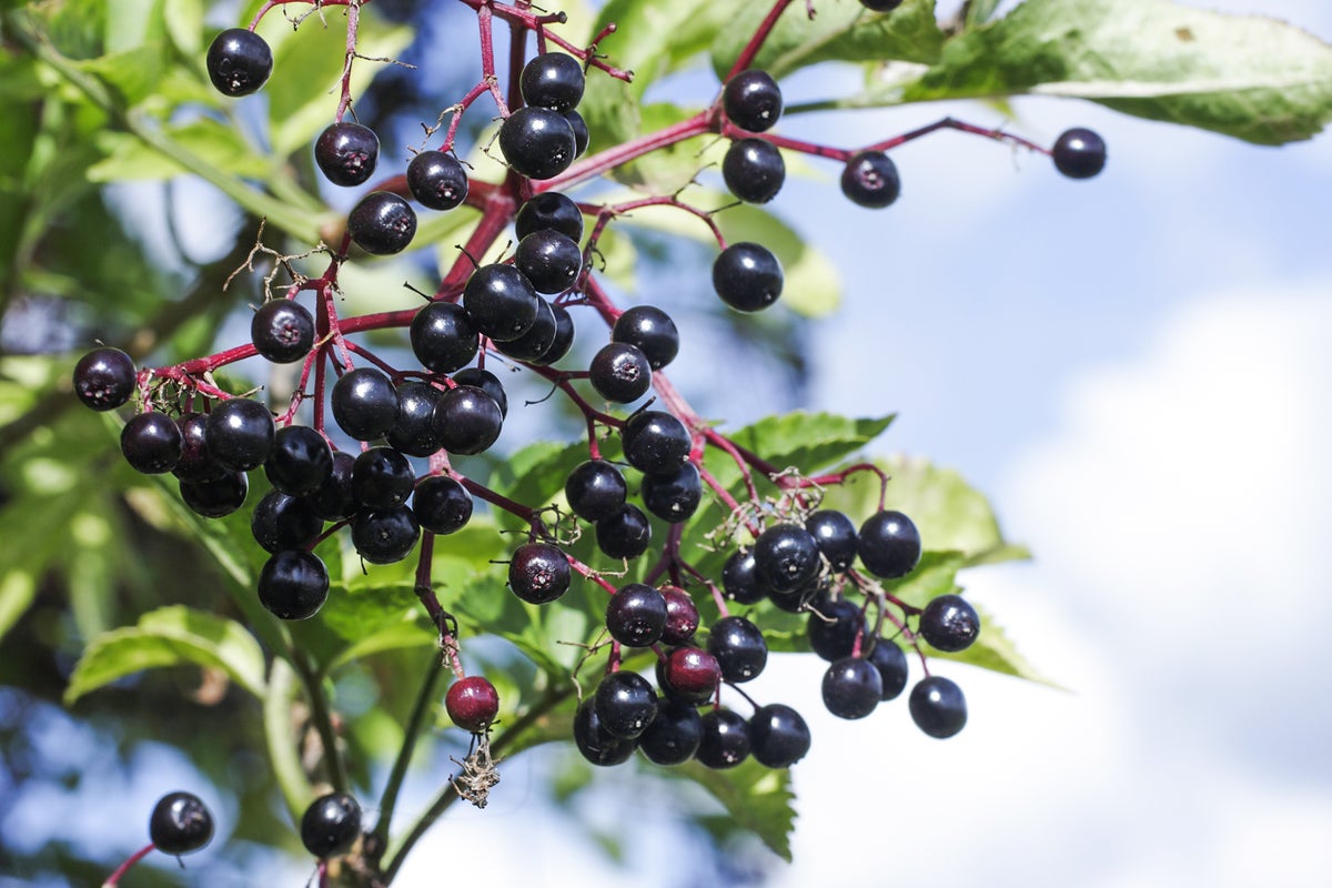 Americans spent $175 million on elderberry products last year. Do they ...