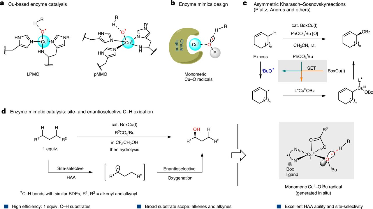 Copper radical mimics enzyme for highly efficient C-H oxidation
