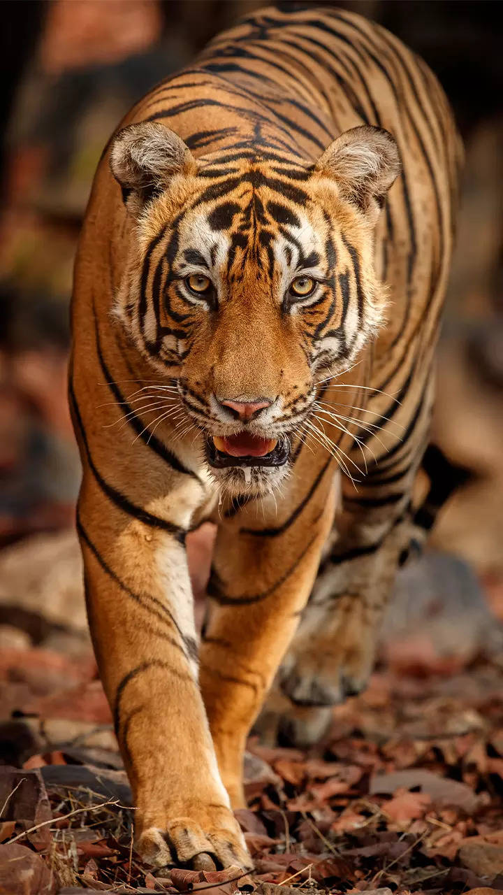 Animals that survived brink of extinction