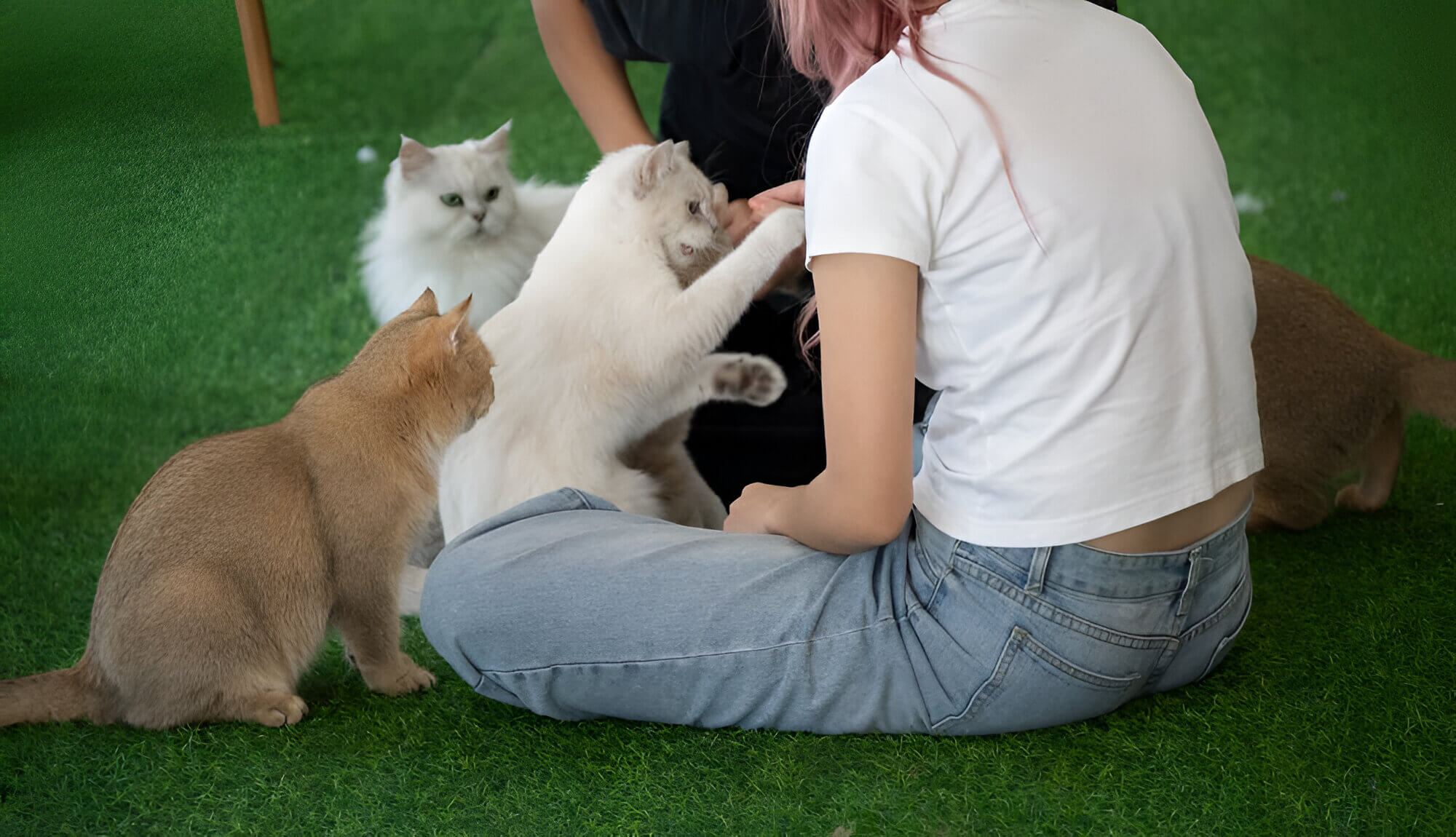 15 best cat cafés in the world
