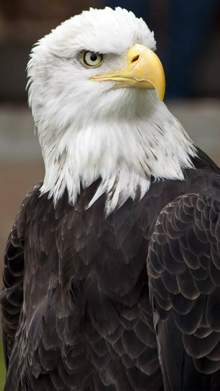 Animals that survived brink of extinction