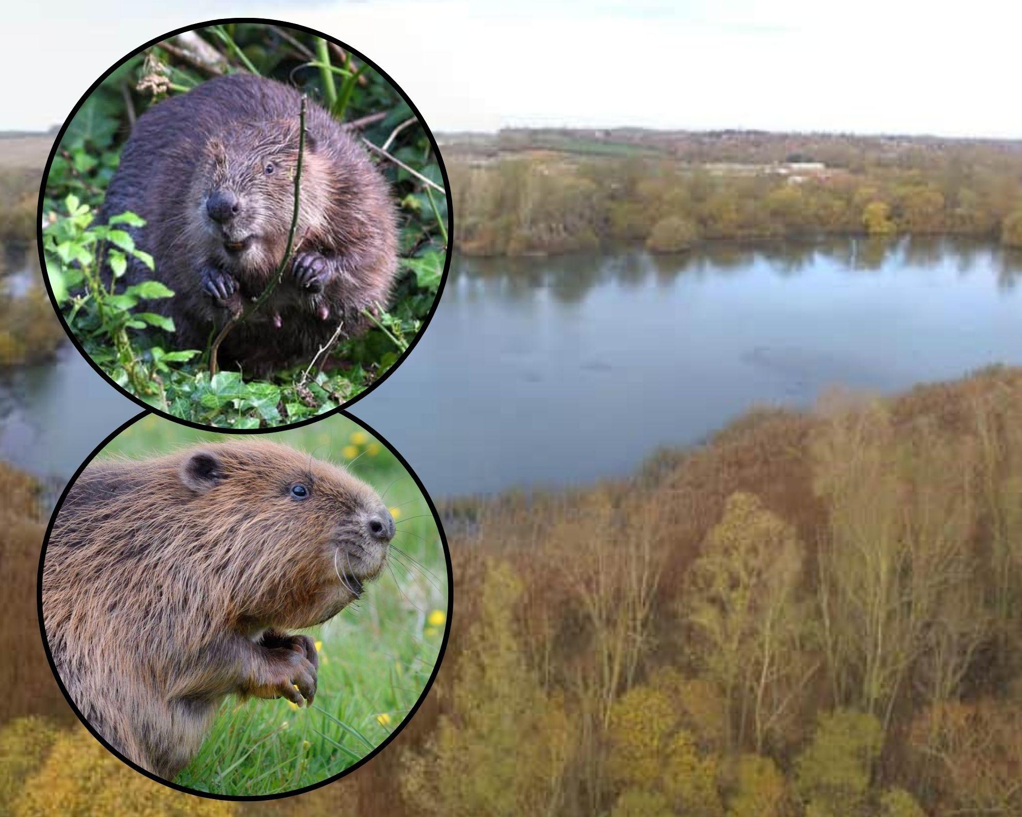 Beavers set to be released 'very soon' at wetlands near Rushden Lakes ...