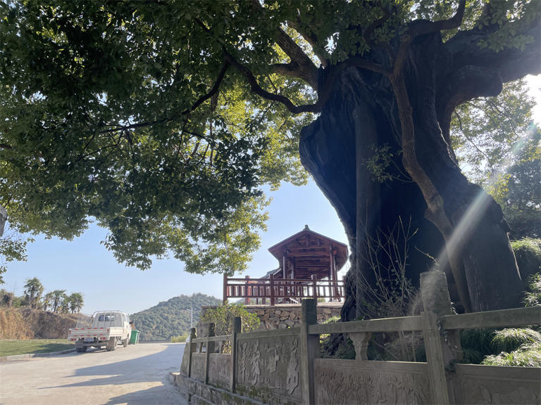 900余岁古树迎“新家” 横河千年古树公园成为文化休闲新地标