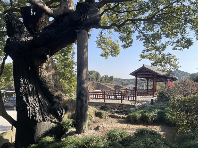 900余岁古树迎“新家” 横河千年古树公园成为文化休闲新地标