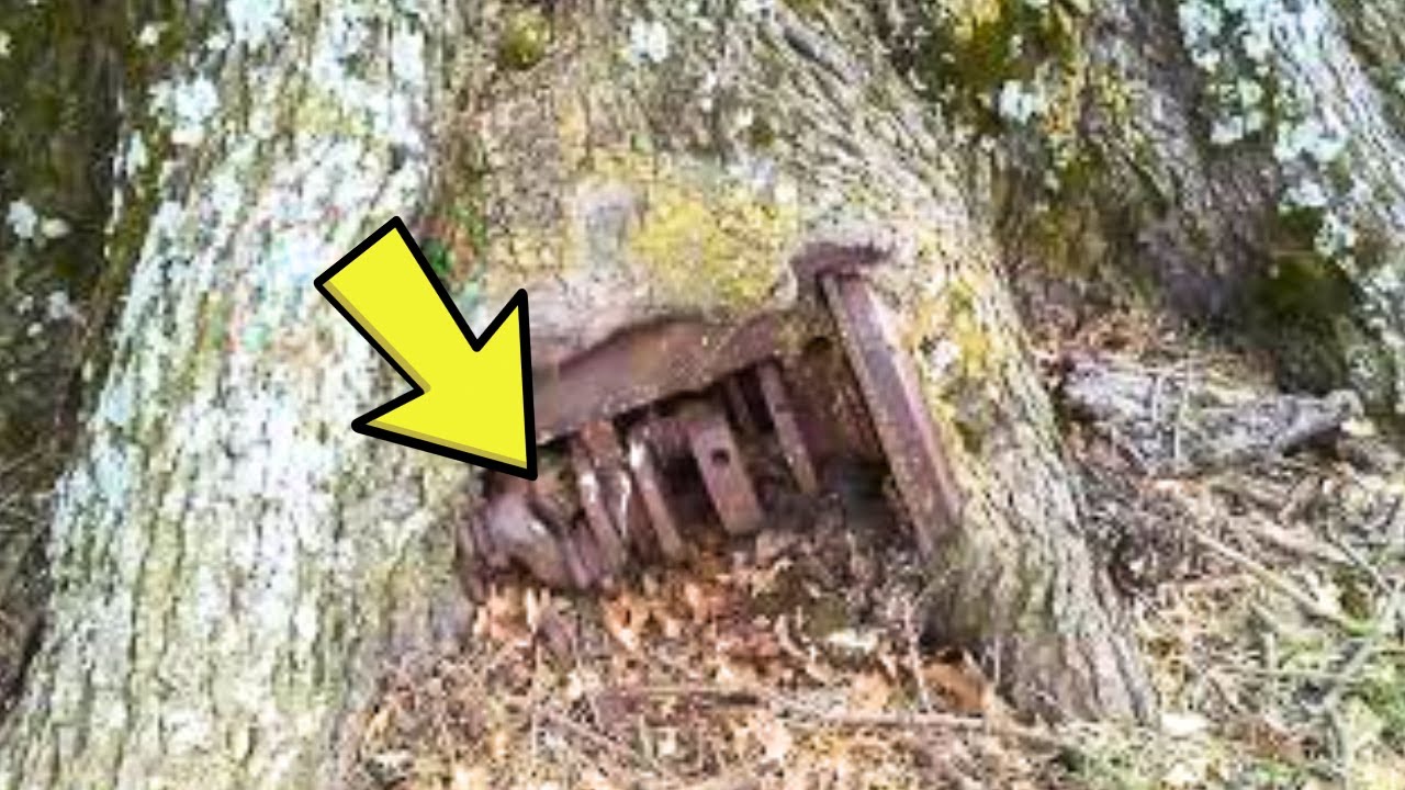 This Boy Discovers Strange Object in The Woods, 24 Hours Later, He ...