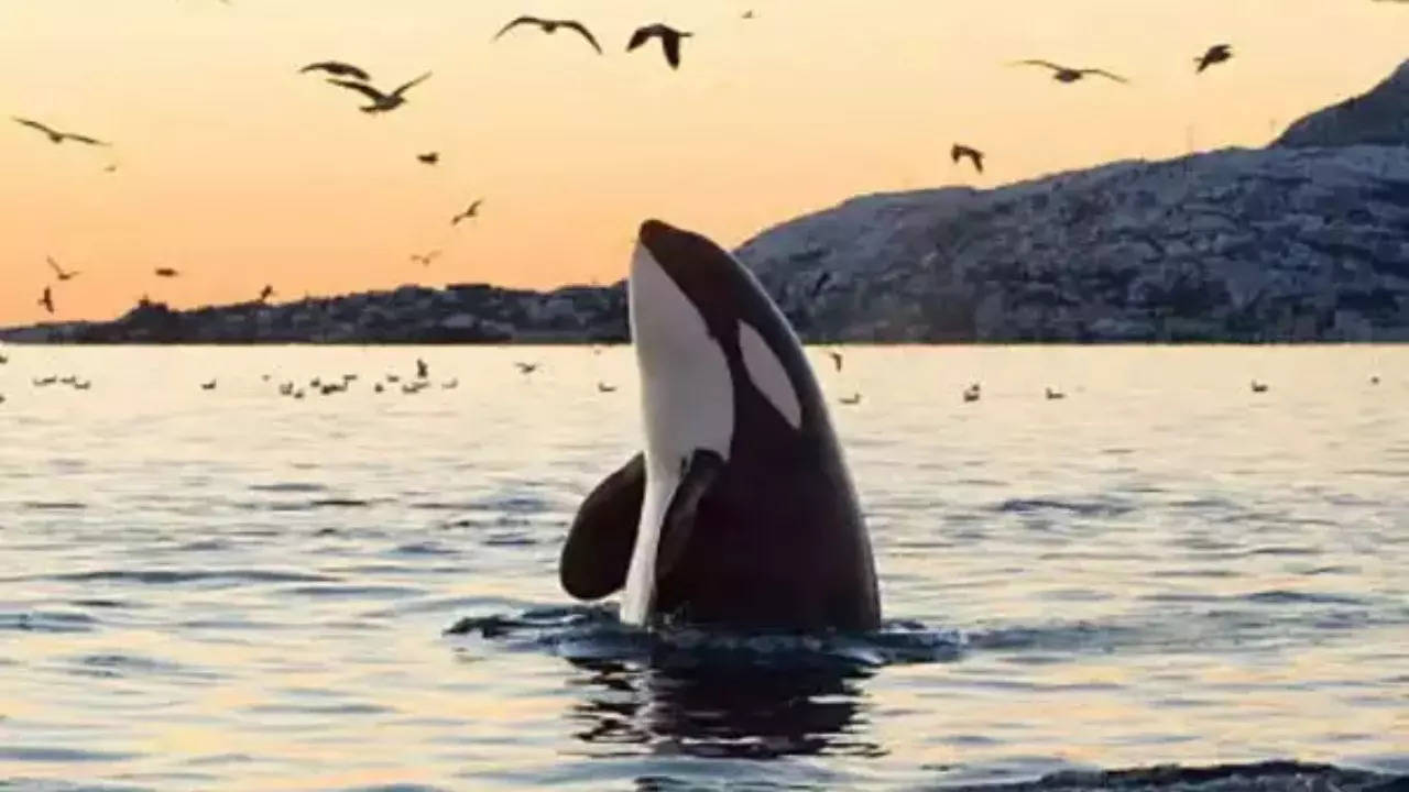 Can killer whales speak our language? Creepy audio reveals orcas ...