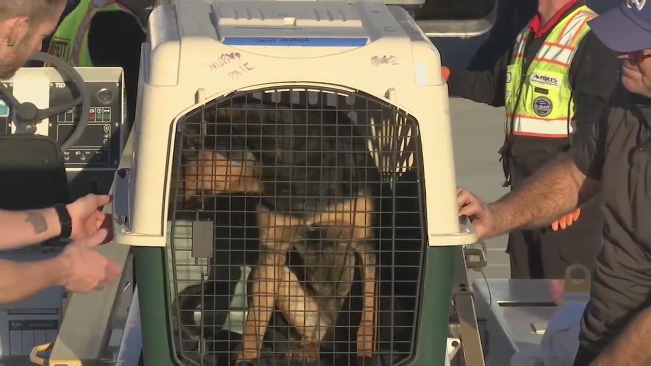 Bay Area rescue orgs take in displaced pets flown in from Los Angeles