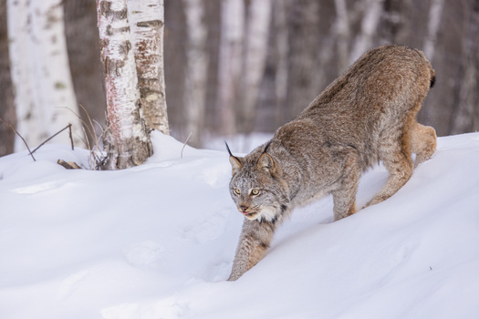 MT groups sue USFS over logging in lynx habitat