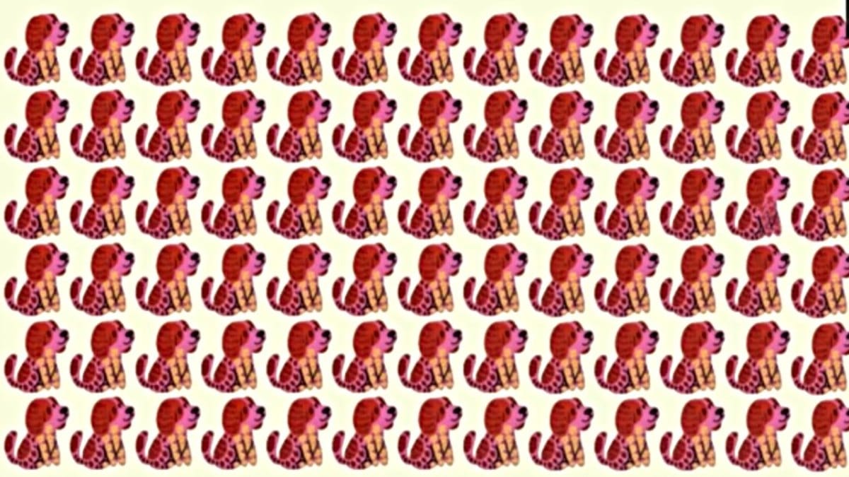 ¿Eres capaz de ver al intruso entre estos perros?