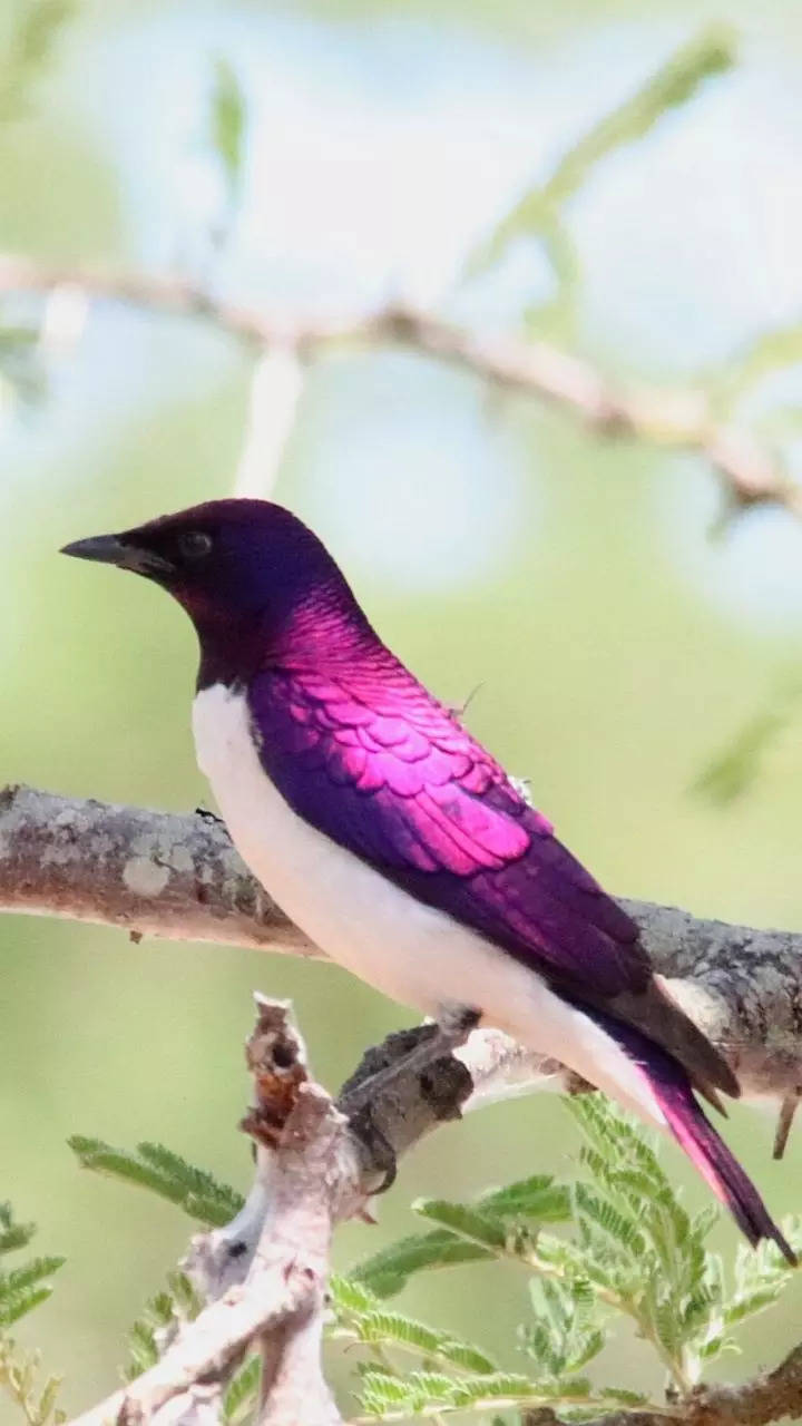 10 beautiful animals that are purple in colour