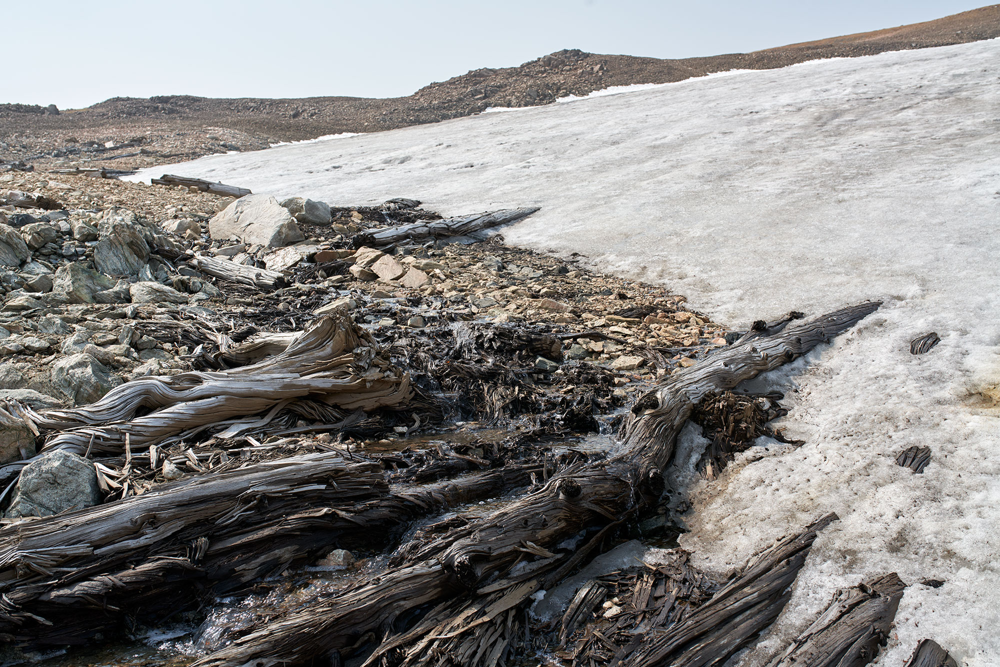 6,000-Year-Old Pine Forest Revealed Under Melting Yellowstone Ice
