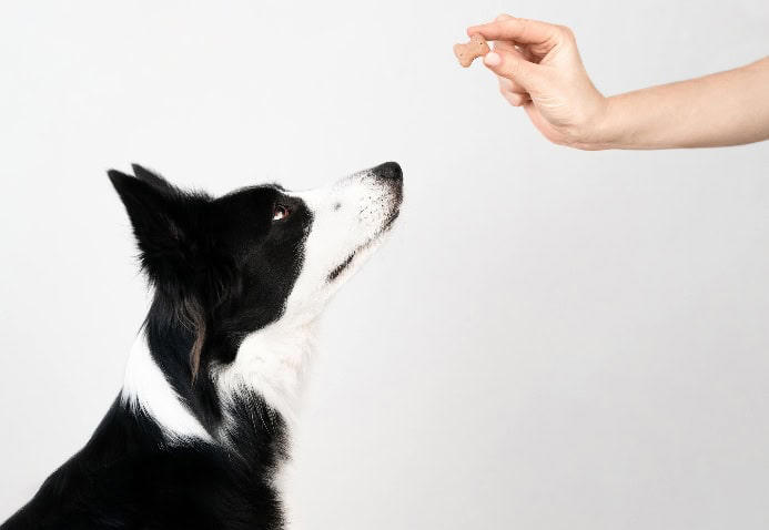 How smart dog owners get amazing results without ever yelling