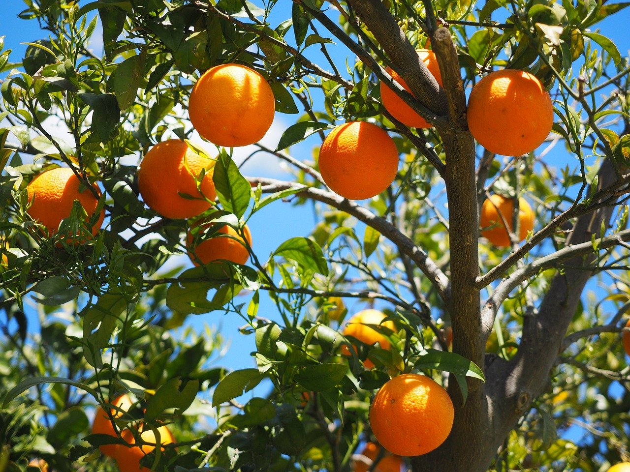 Como as laranjas evitam doenças e melhoram a qualidade de vida
