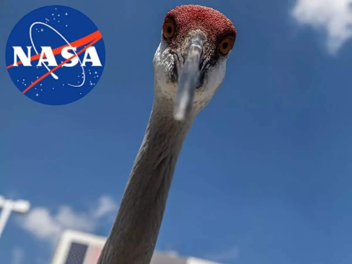 Did NASA just get hacked? Space agency's viral bird photo post has left netizens confused. Here ...