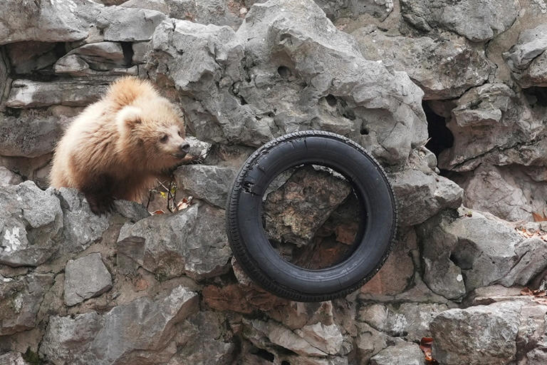 After Moo Deng and Ava, the Internet is now crushing on Junjun, the ...