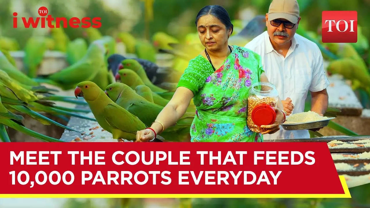 Meet Chennai Couple That Feeds 10,000 Parrots Everyday | I Witness