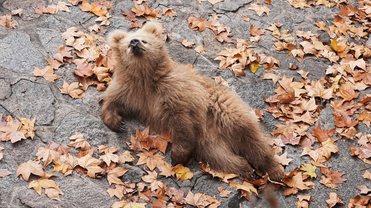 After Moo Deng and Ava, the Internet is now crushing on Junjun, the cute bear cub