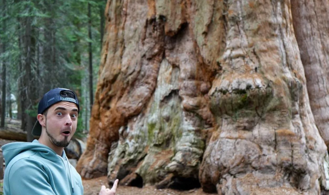 Insanely Massive Trees Around The World