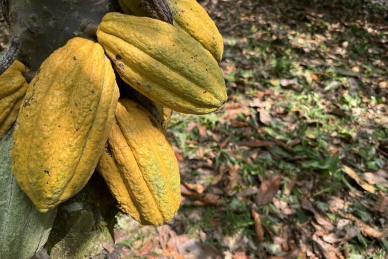 Mining in a forest conservation site clouds Republic of Congo’s carbon ...