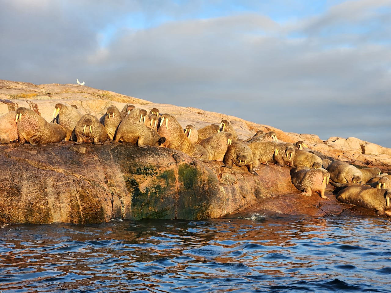 Researchers want to know how more marine shipping in Nunavut could ...