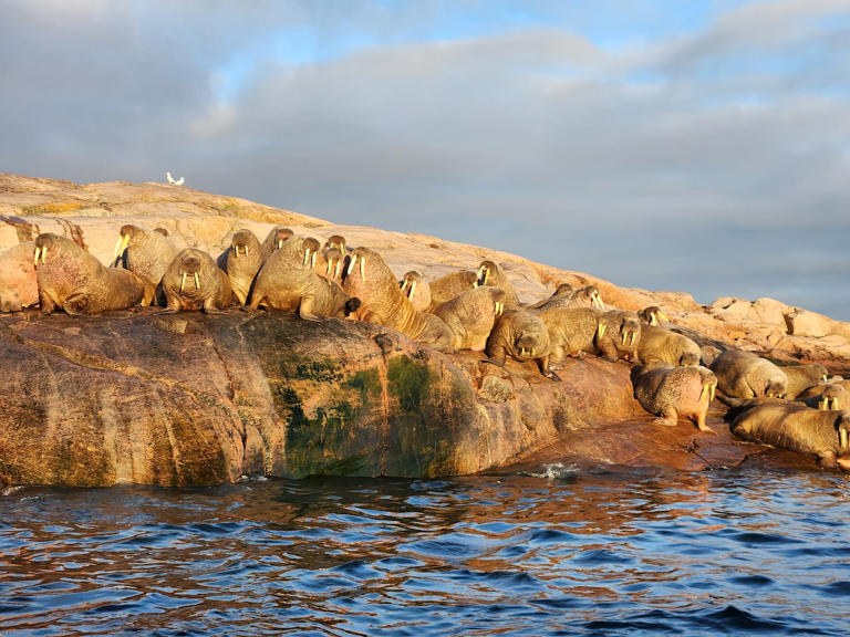 Researchers want to know how more marine shipping in Nunavut could ...