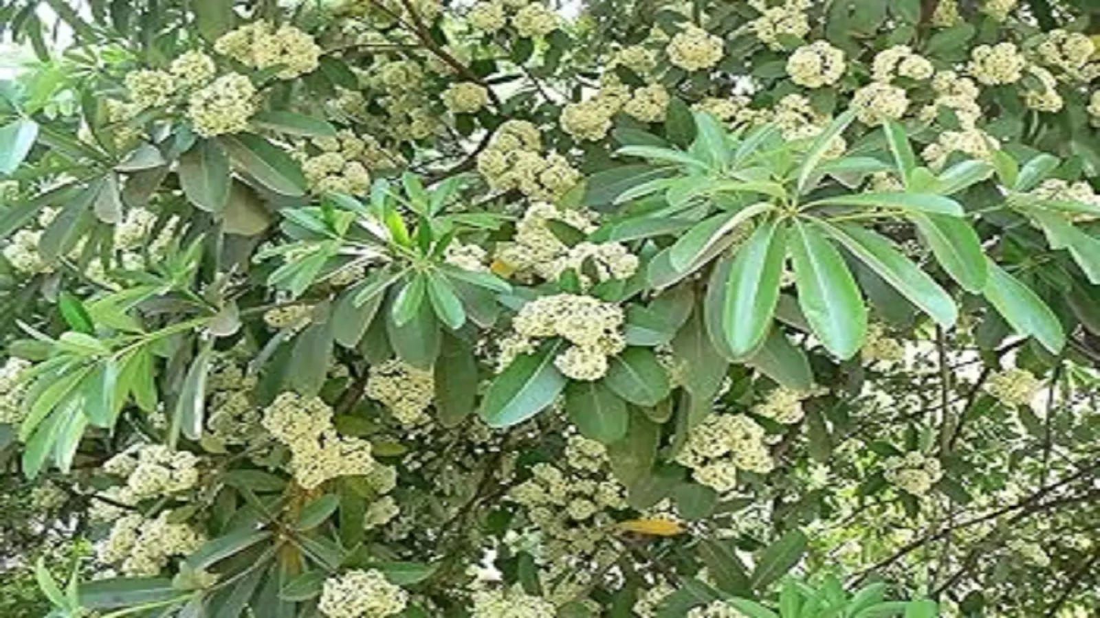 Saptaparni Tree: गरज वृक्षसाक्षरतेची