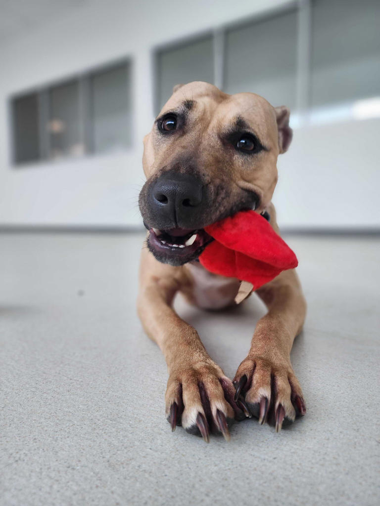 RISPCA Valentine's fundraiser lets jilted lovers throw their exes to ...