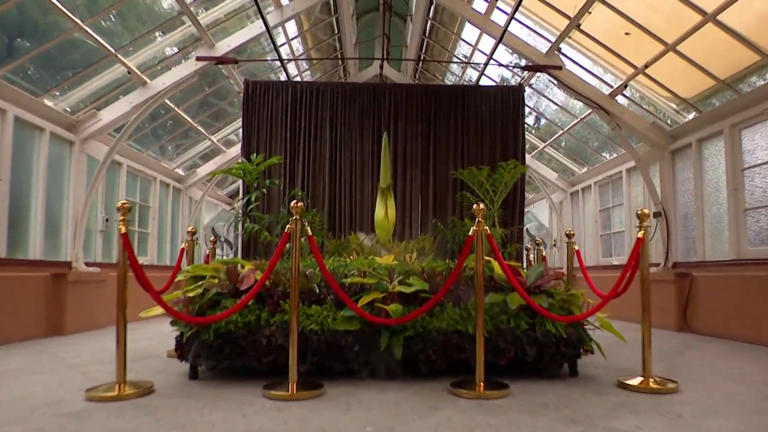 Reeking Sydney 'corpse flower' may bloom tonight