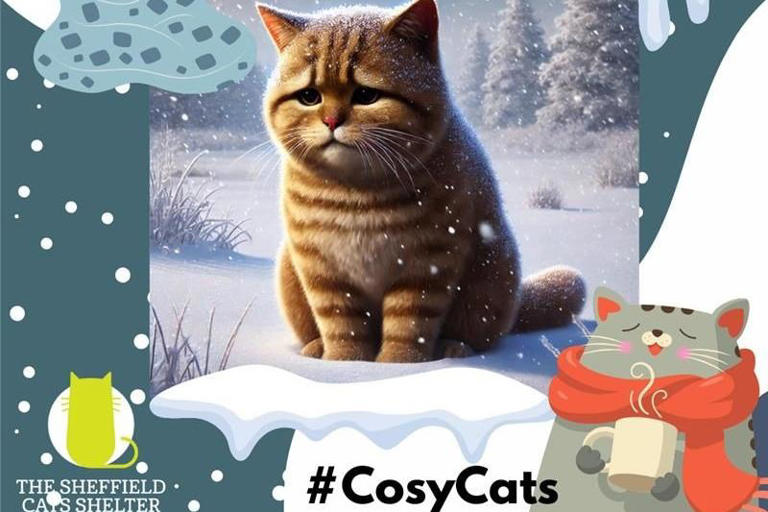 Sheffield Cats Shelter launches its ‘Let’s Get Cats Warm for Winter ...