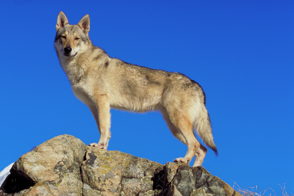 10 Dogs That Are Secretly Wolves—But Make Amazing Pets