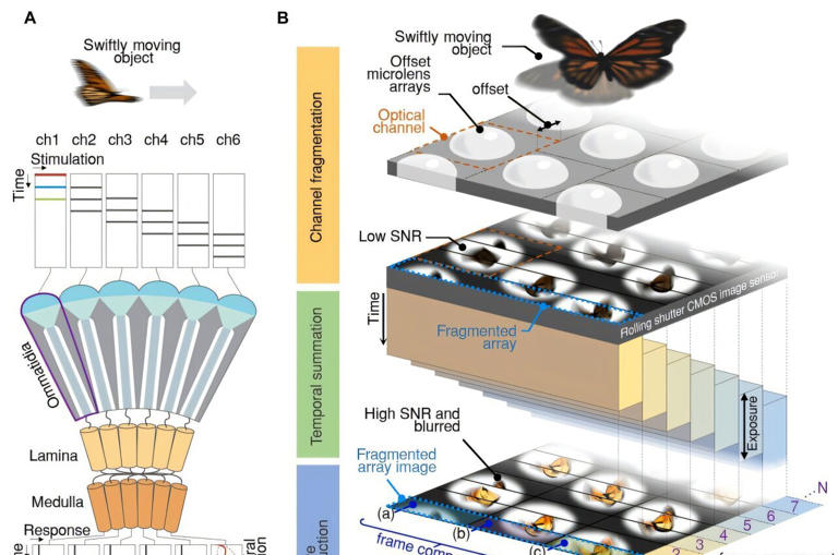 Insect-eye-inspired camera captures 9,120 frames per second