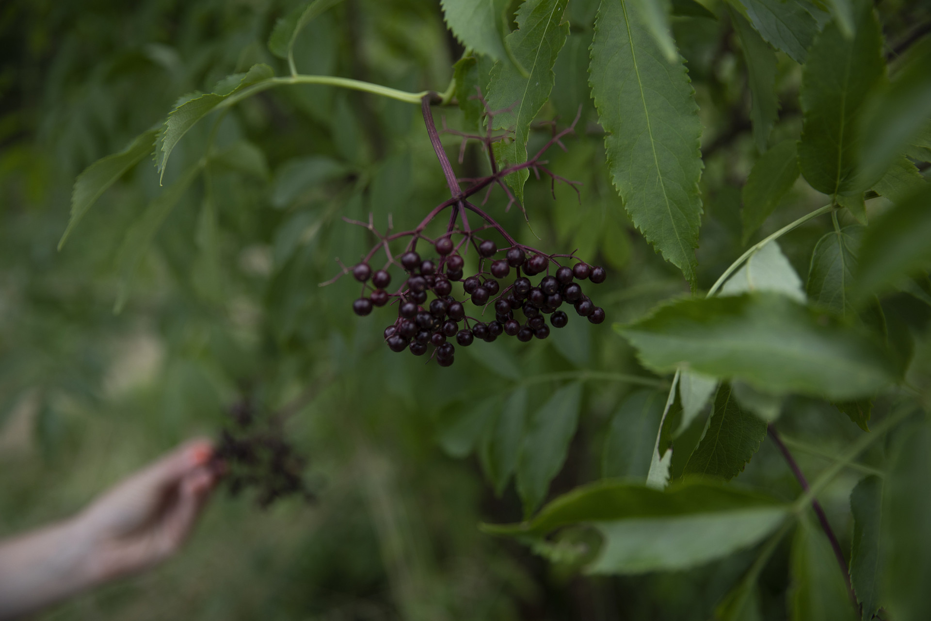 The most poisonous fruits in the world