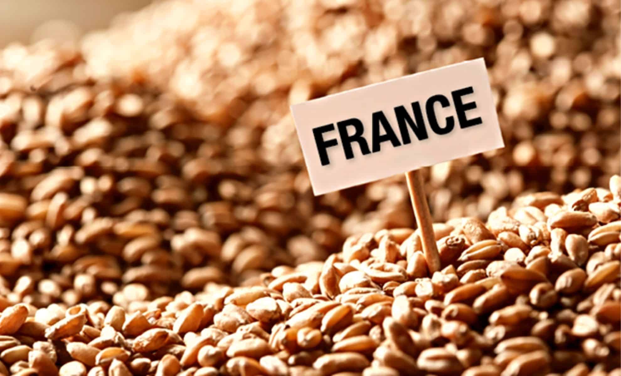 Algérie : la France perd un marché de 9 millions de tonnes de blé