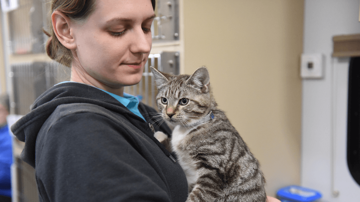 What is the most responsible way to rehome a cat?