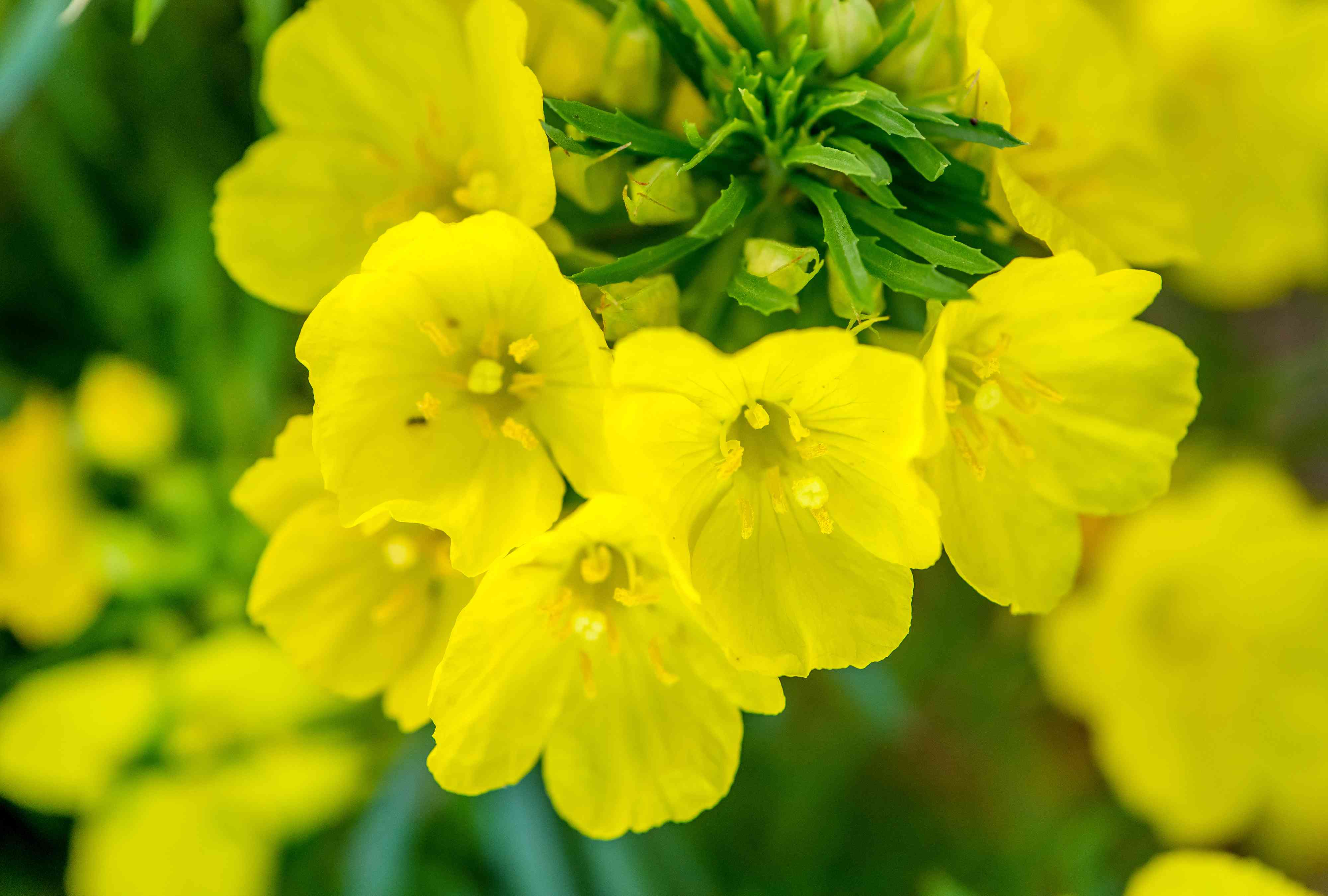 How to Plant and Grow Sundrops Plants for a Splash of Gold in Your Garden