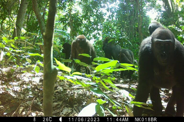 Elephants, gorillas and chimps hold out in Cameroon’s largest protected ...