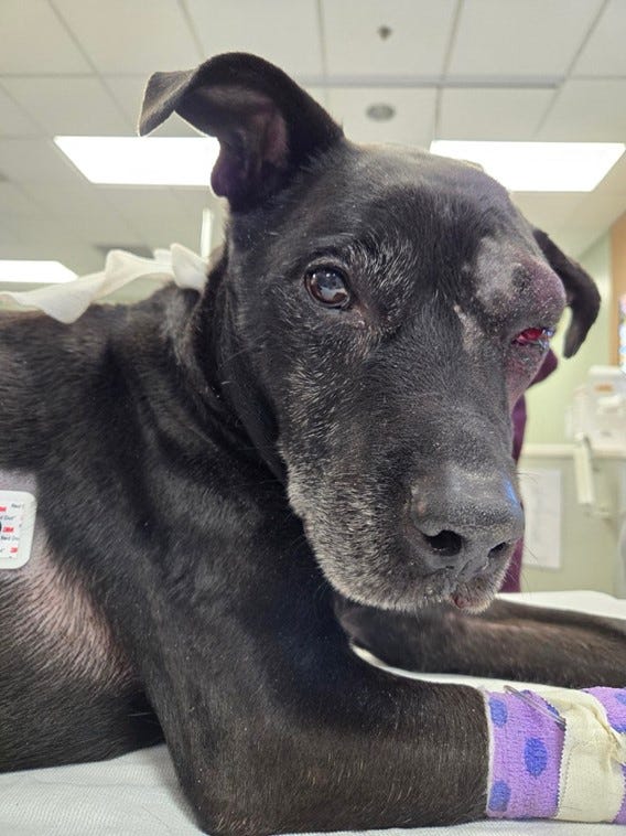 'Good Boy's' rescue went viral. The man who allegedly shot the dog has ...