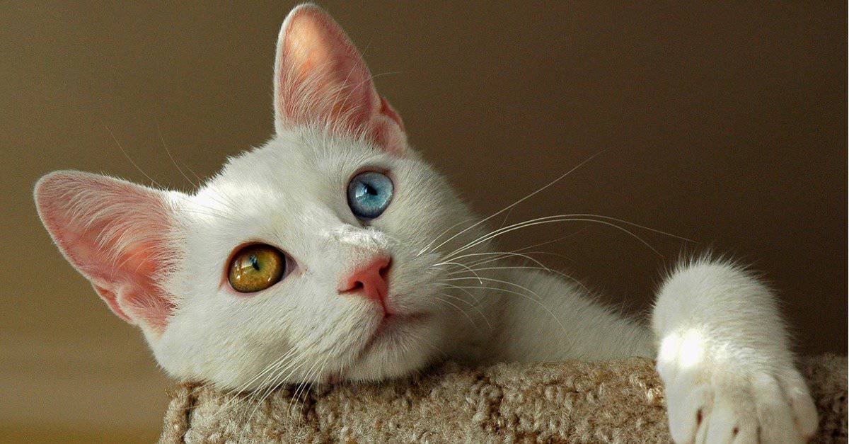 9 of the Coolest Types Of Cat Breeds
