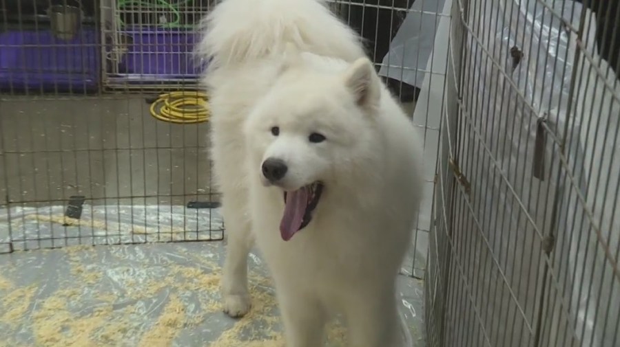 Fan Expo Portland, Rose City Classic among events to attend this weekend