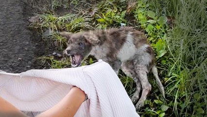 Stray Dog Who Snapped At His Rescuer Turns Into A Cuddle Bug