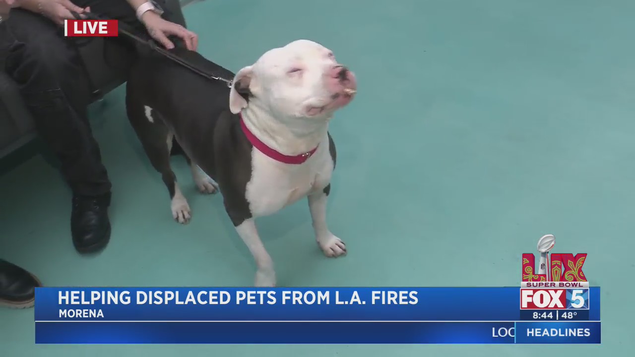 San Diego Humane Society helping displaced pets from L.A. fires