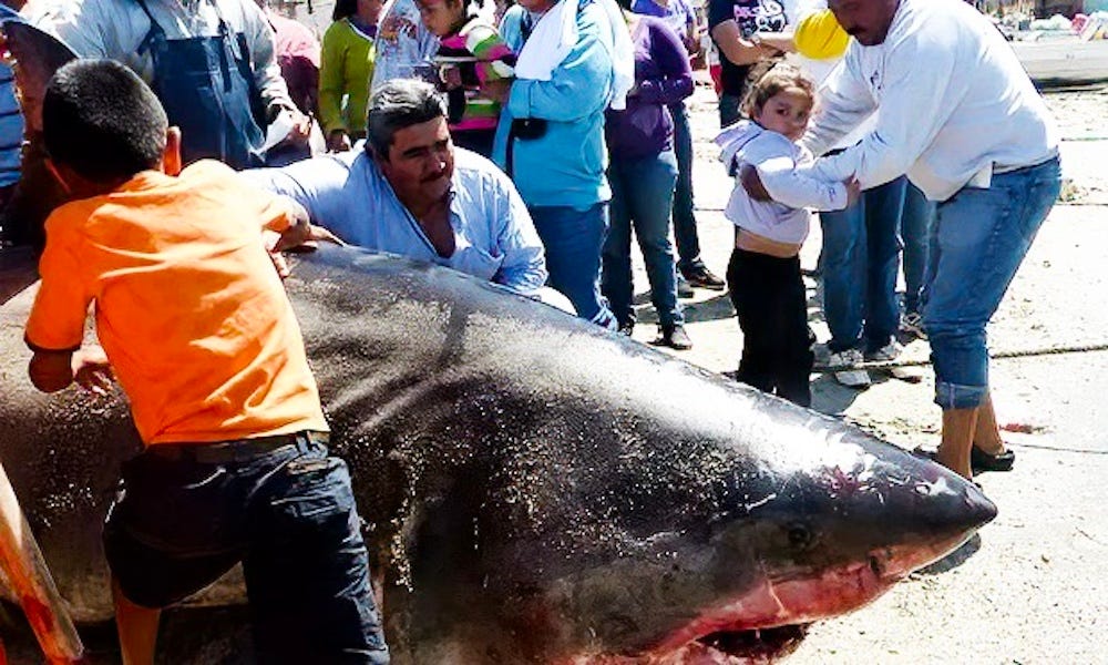 Glaring proof of massive great white sharks inside Sea of Cortez