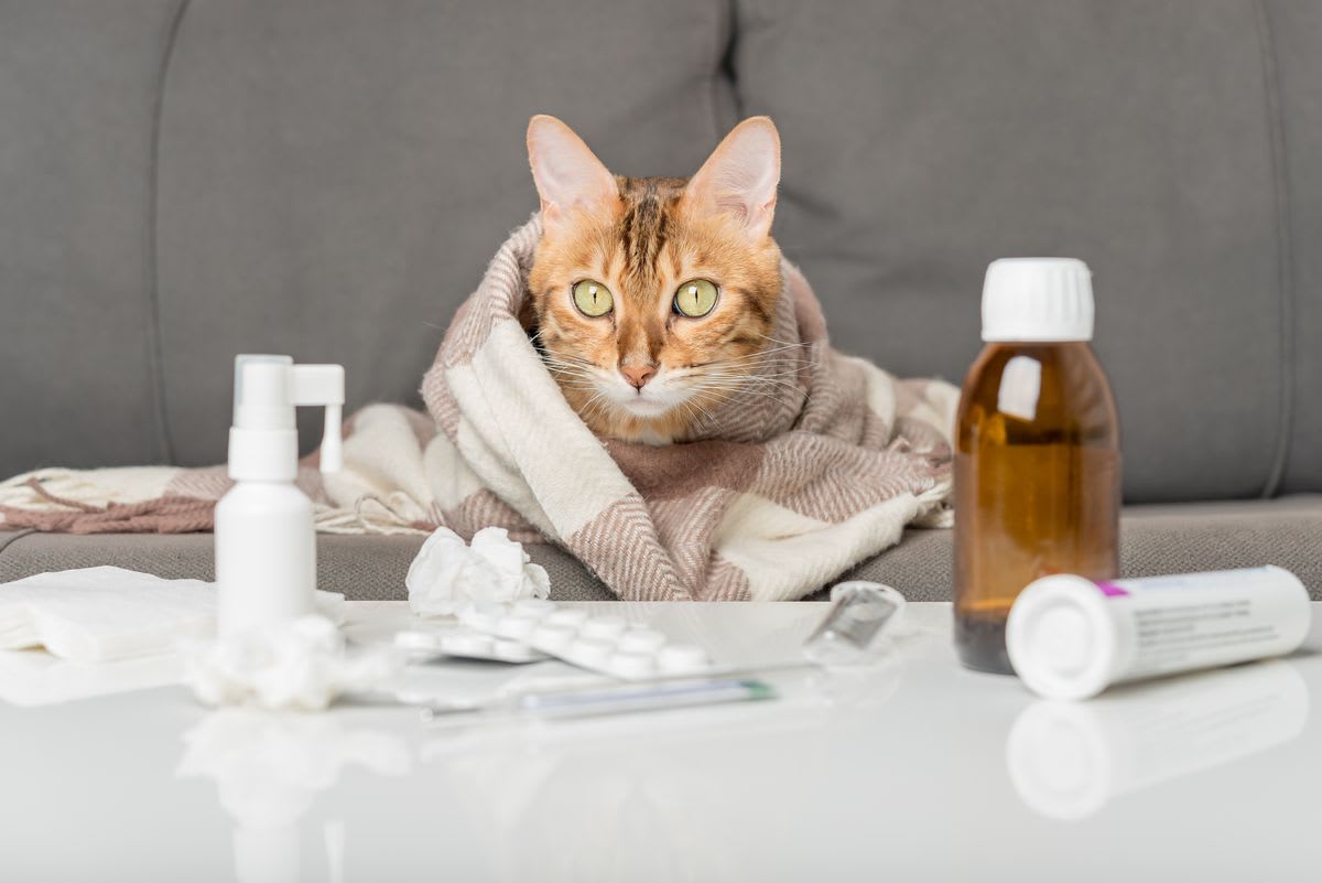 You Can’t Catch “Cat Flu”, But You Might Still Be Able To Catch Flu ...